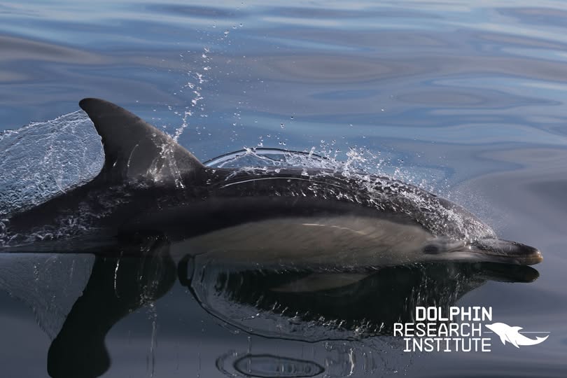Record Breaking Winter Surveys | Dolphin Research