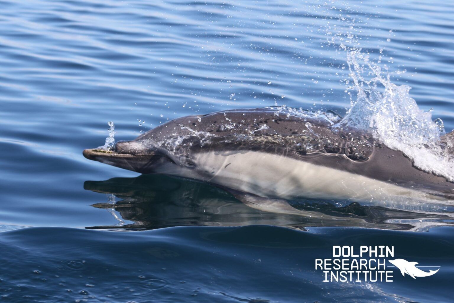 Record Breaking Winter Surveys | Dolphin Research