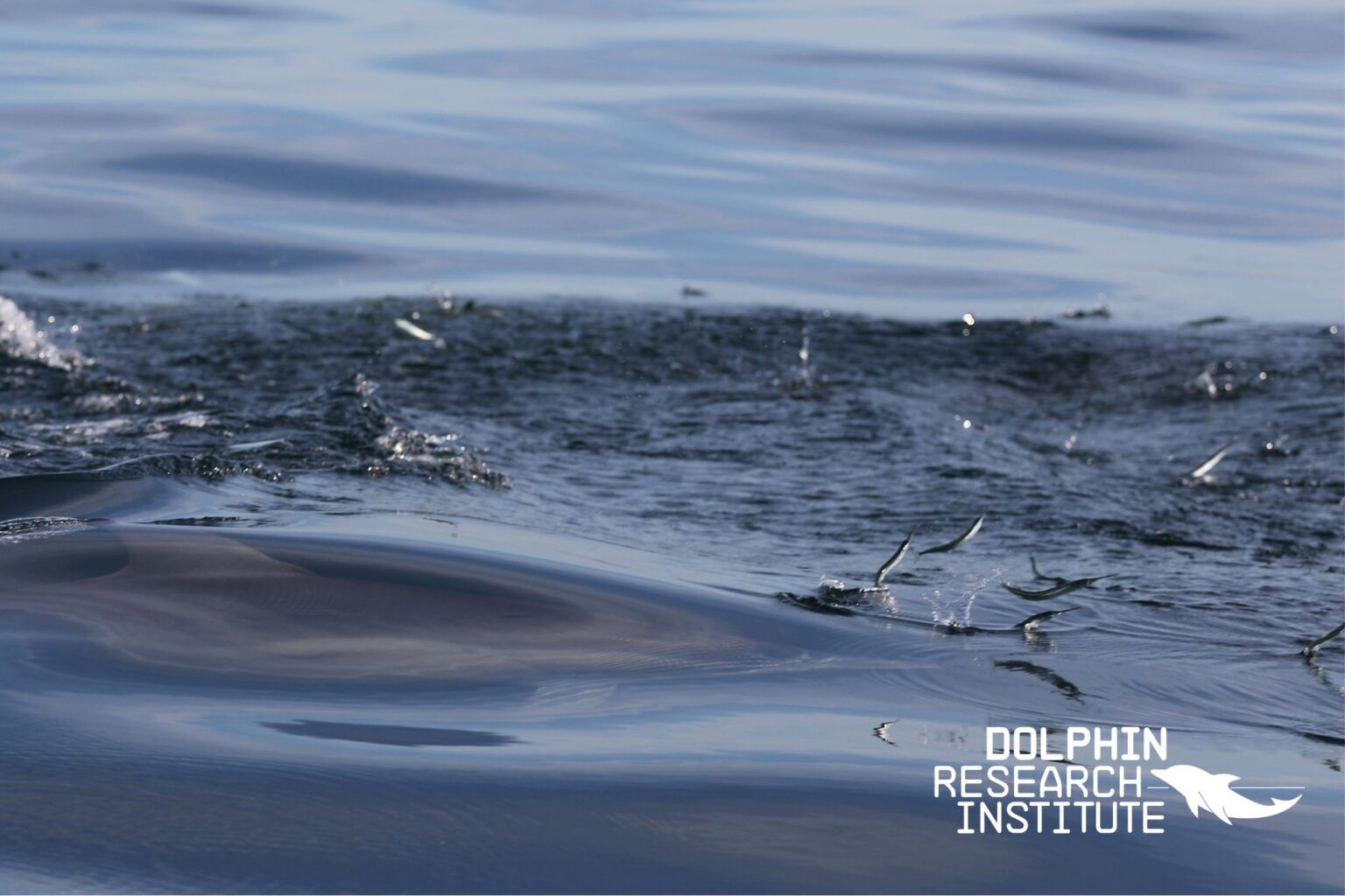 Record Breaking Winter Surveys | Dolphin Research